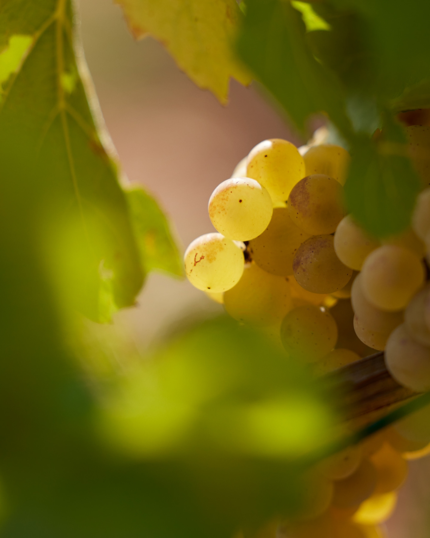 Wines at the heart of the Côte de Nuits located in Vosne-Romanée