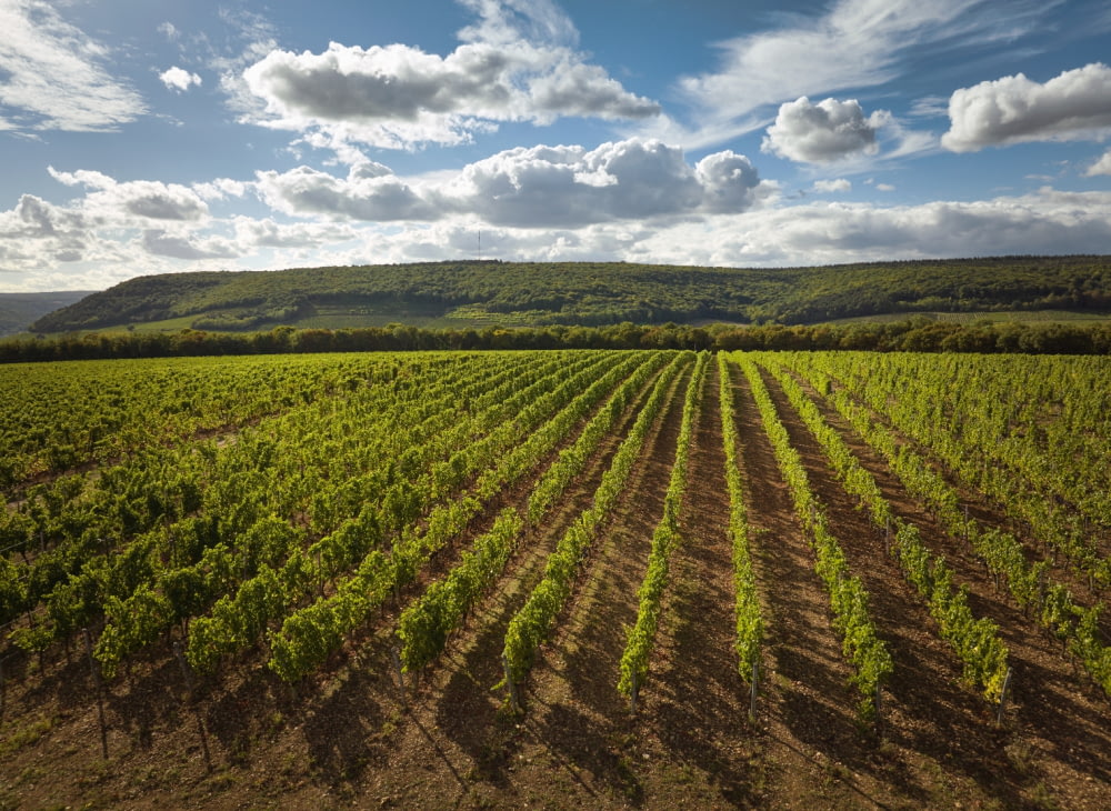 Domaine Gros Frère et Sœur - Grand domaine viticole à Vosne-Romanée